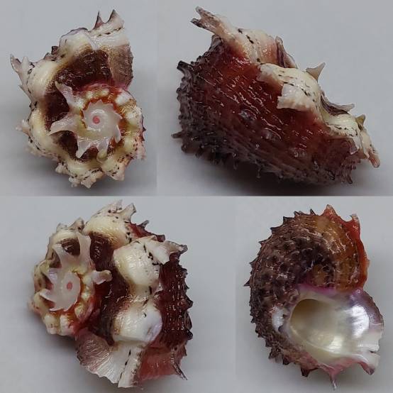 shellauction.net :: Angaria formosa - 3569007