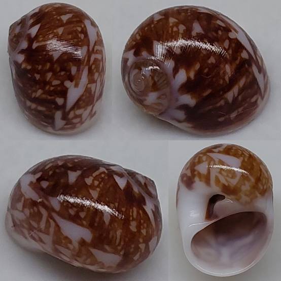 shellauction.net :: Tectonatica violacea - 3569063