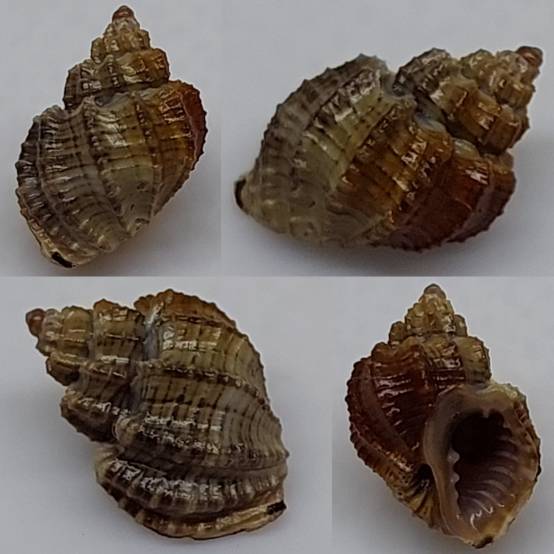 shellauction.net :: Scalptia textilis - 3569068