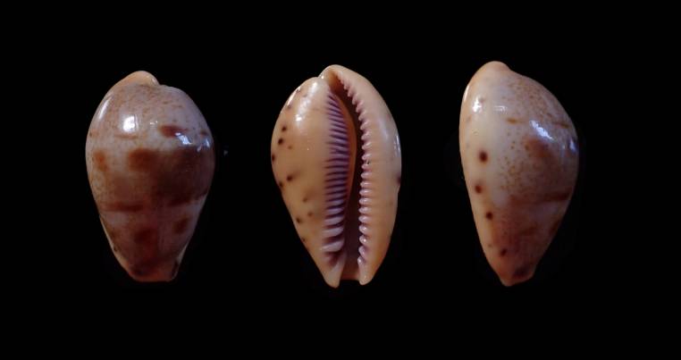 shellauction.net :: Erronea walkeri - 3569135