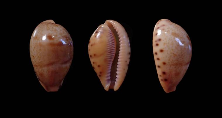 shellauction.net :: Erronea walkeri - 3569144