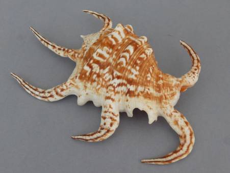 shellauction.net :: Harpago chiragra rugosus - 3569190