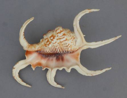 shellauction.net :: Harpago chiragra rugosus - 3569190