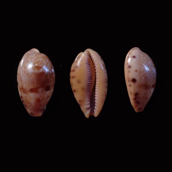 shellauction.net :: Erronea walkeri - 3569196