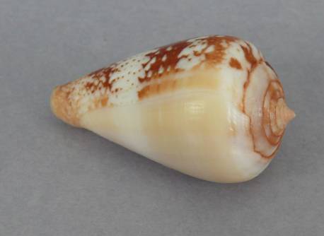 shellauction.net :: Conus ermineus - 3569308