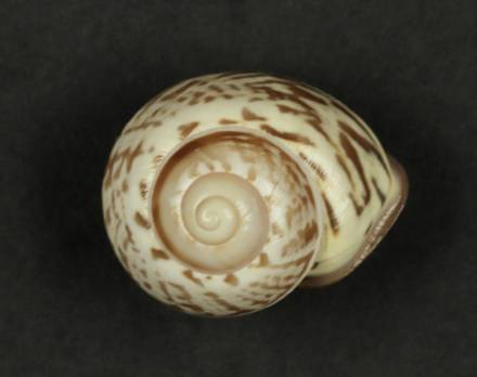 shellauction.net :: Rhynchotrochus louisiadensis - 3569362