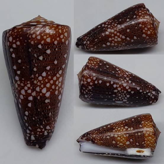 shellauction.net :: Conus victor - 3569406