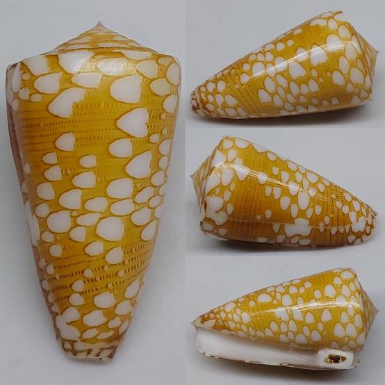 shellauction.net :: Conus nobilis - 3569447