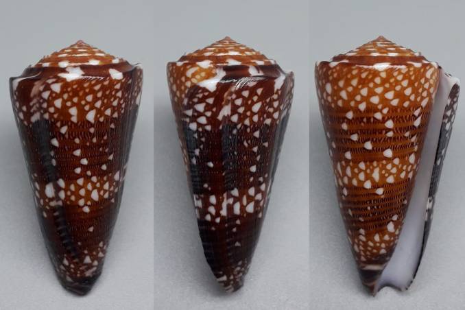 shellauction.net :: Conus nobilis victor - 3569785