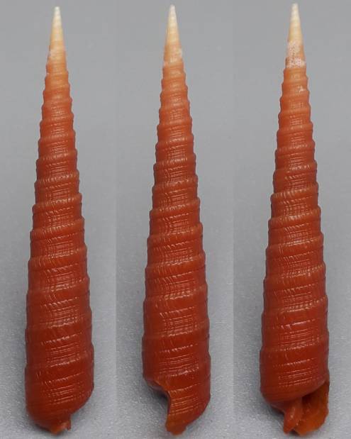 shellauction.net :: Terebra sp. - 3569817