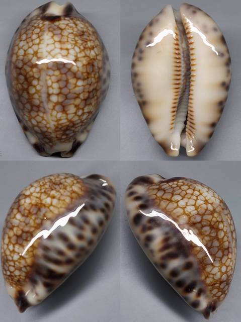 shellauction.net :: Mauritia histrio - 3569844