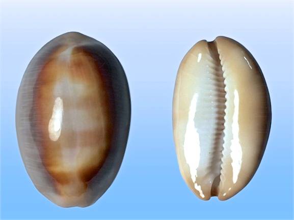 shellauction.net :: Lyncina ventriculus topee - 3569952