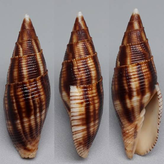 shellauction.net :: Nebularia eremitarum - 3570042