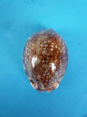 shellauction.net :: Mauritia arabica asiatica f. gibba - 3570116
