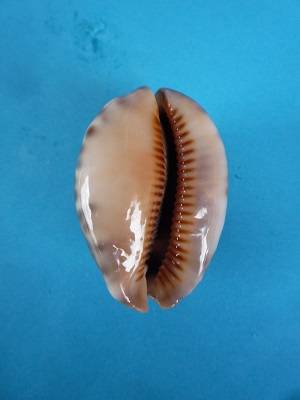 shellauction.net :: Mauritia arabica asiatica f. gibba - 3570116