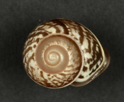 shellauction.net :: Rhynchotrochus louisiadensis - 3570372