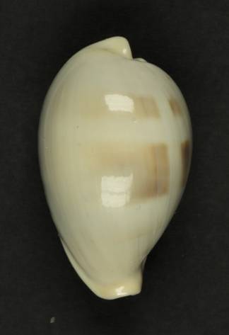 shellauction.net :: Cypraea angioyorum - 3570382
