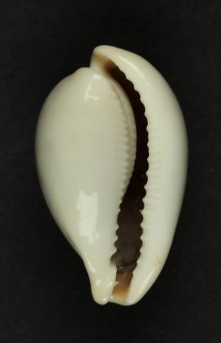 shellauction.net :: Cypraea angioyorum - 3570382