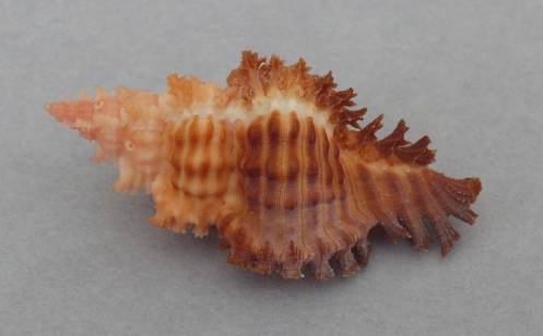 shellauction.net :: Chicoreus strigatus - 3570387