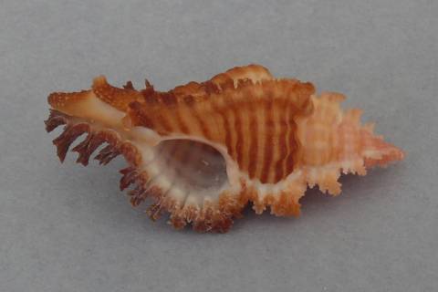 shellauction.net :: Chicoreus strigatus - 3570387