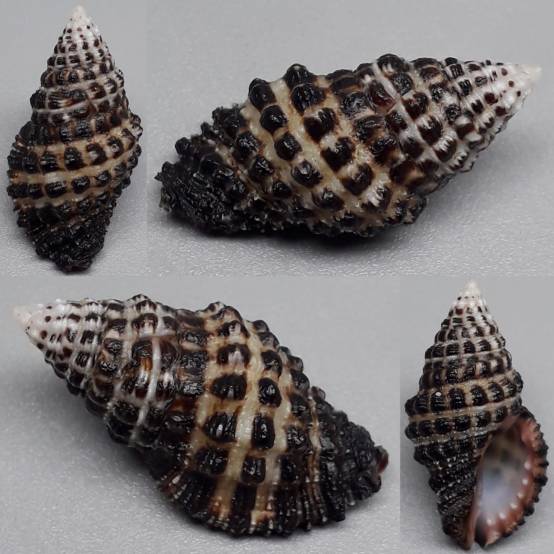 shellauction.net :: Drupella fragum - 3570569