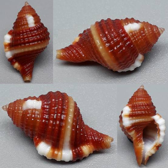 shellauction.net :: Cymatium rubeculum - 3570698