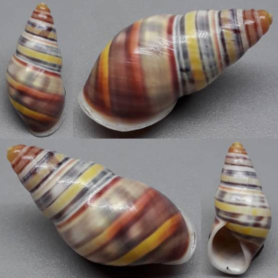 shellauction.net :: Amphidromus timorensis - 3570746