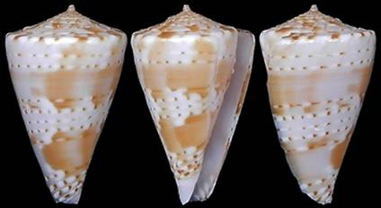 shellauction.net :: Conus dayriti - 3570761