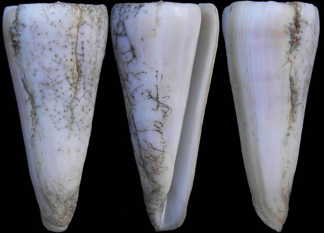 shellauction.net :: Conus kintoki - 3570780