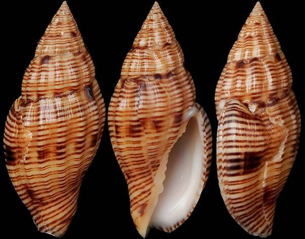 shellauction.net :: Lyria planicostata planicostata - 3570934