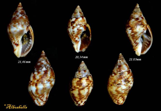 shellauction.net :: Pisania striata - 3570973