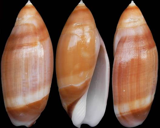 shellauction.net :: Ancillina apicalis - 3571006