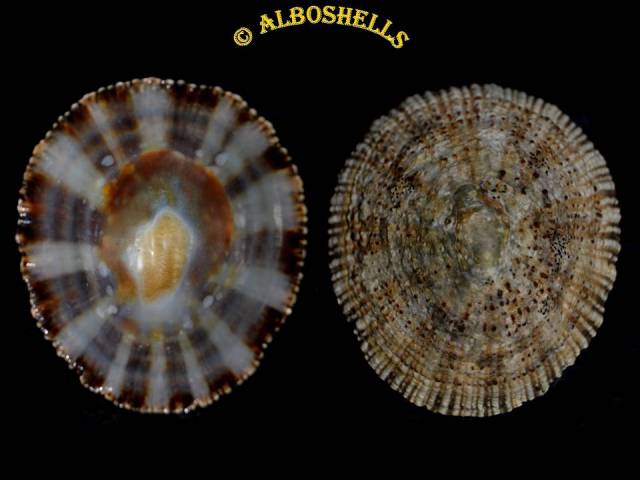 shellauction.net :: Patella rustica - 3571048