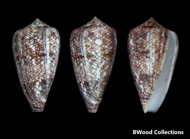 shellauction.net :: Conus abbas - 3571075