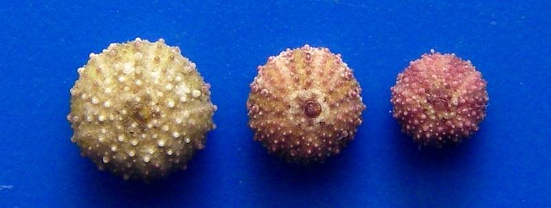 shellauction.net :: Genocidaris maculata - 3571100