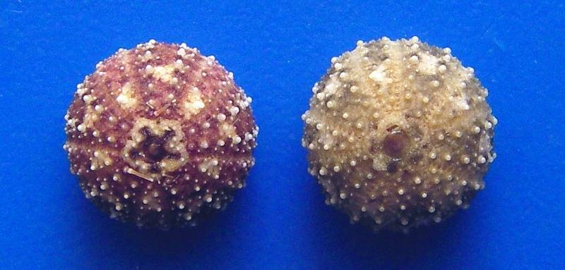 shellauction.net :: Genocidaris maculata - 3571103