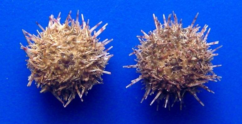 shellauction.net :: Genocidaris maculata - 3571107