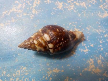 shellauction.net :: Euthria cornea - 3571200