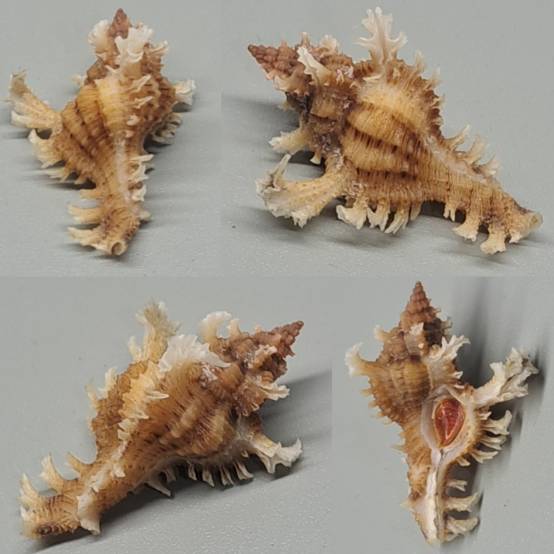 shellauction.net :: Chicoreus sp. - 3571423