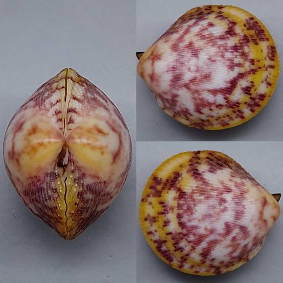 shellauction.net :: Discors multipunctatum - 3571445