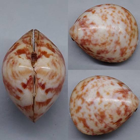 shellauction.net :: Discors multipunctatum - 3571446