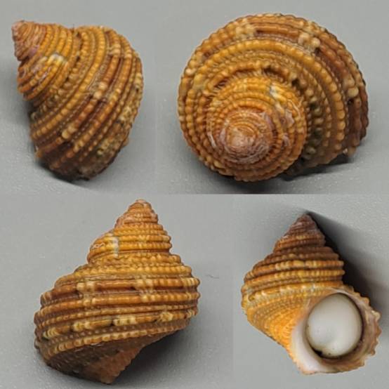 shellauction.net :: Turbo intercostalis - 3571506