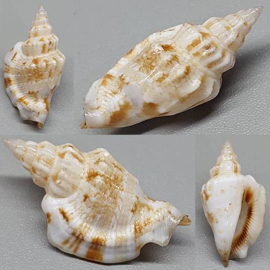 shellauction.net :: Dolomena pulchella - 3571728