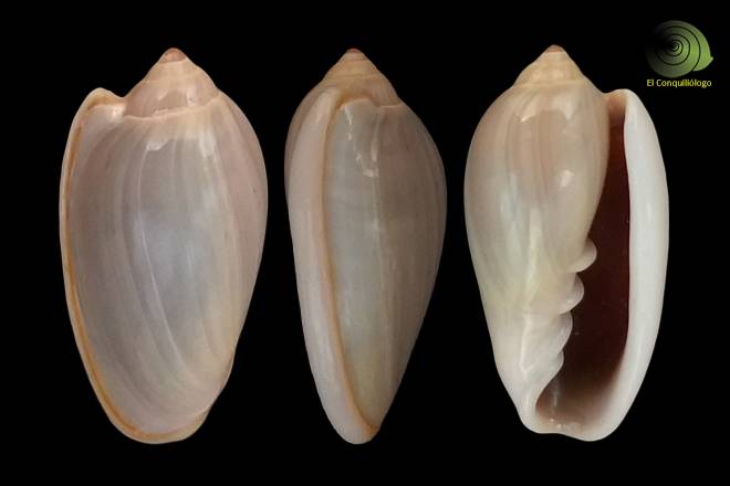 shellauction.net :: Marginella prunum prunum - 3571771