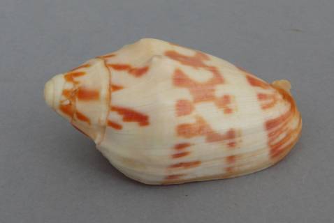 shellauction.net :: Cymbiola deshayesi - 3571880