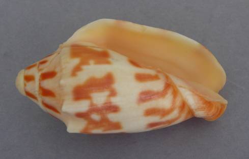 shellauction.net :: Cymbiola deshayesi - 3571880