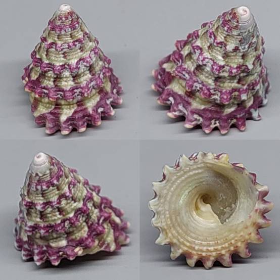 shellauction.net :: Trochus cumingii - 3572040