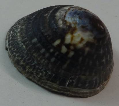 shellauction.net :: Lottia persona - 3572184