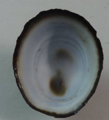 shellauction.net :: Lottia persona - 3572184