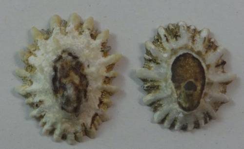 shellauction.net :: Lottia scabra - 3572227